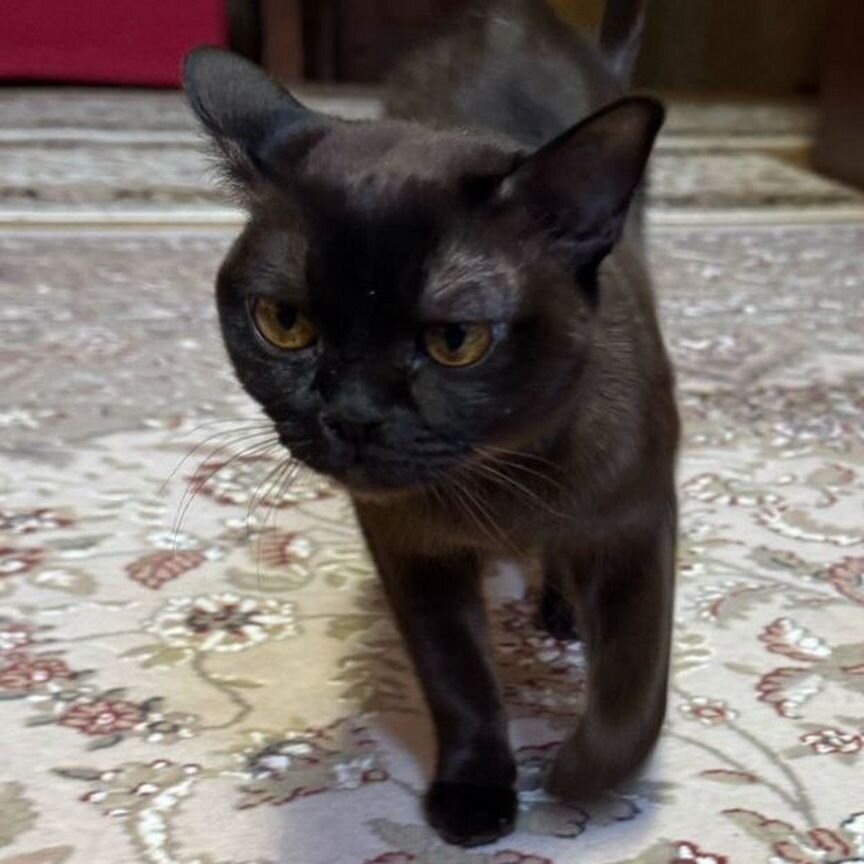 Домашние животные кошки