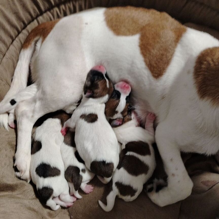 Джек-рассел-терьер, щенок