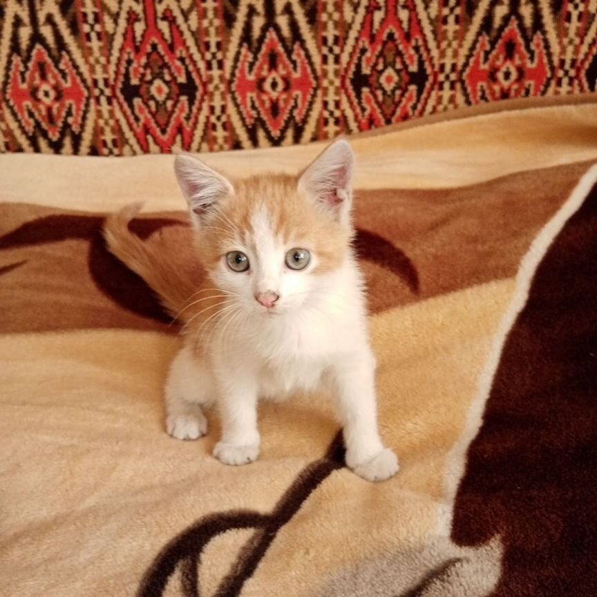 Котята
