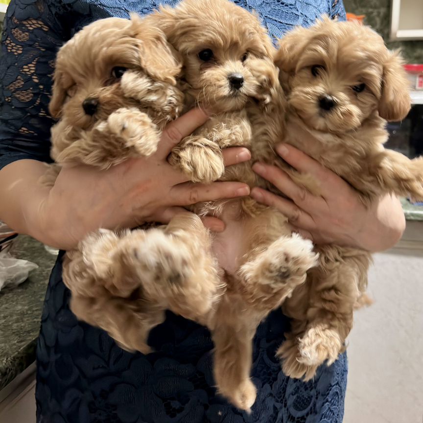 Мальтипу, щенок