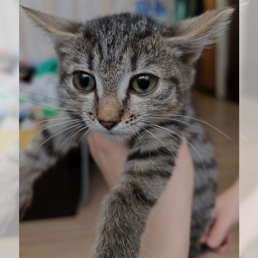 Котёнок в добрые руки