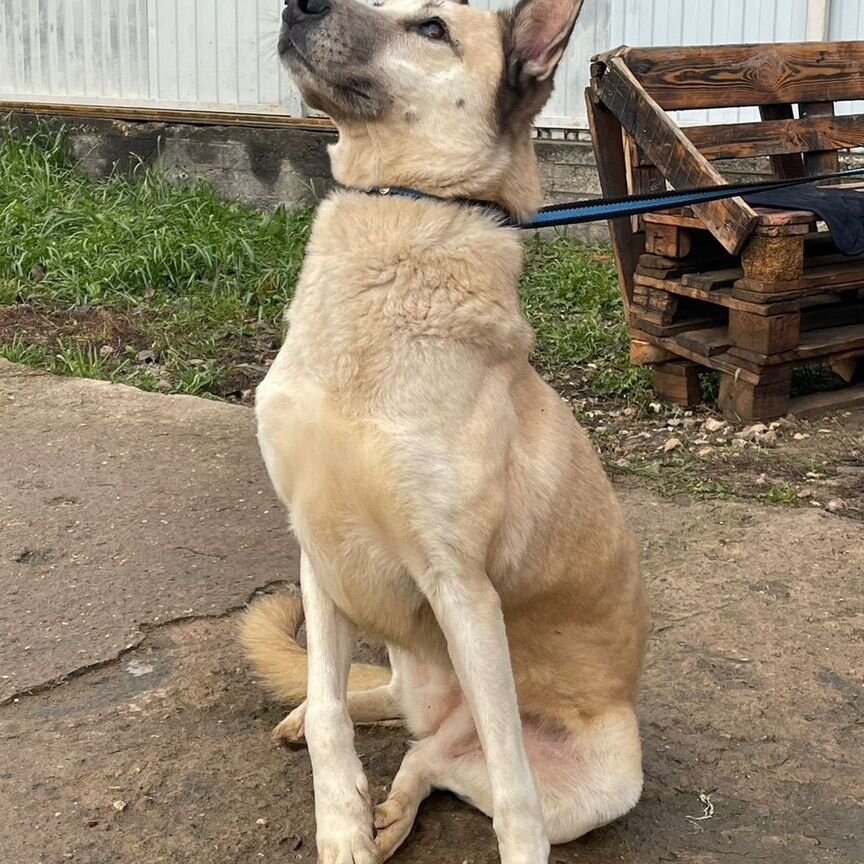 Собака в добрые руки отдам бесплатно