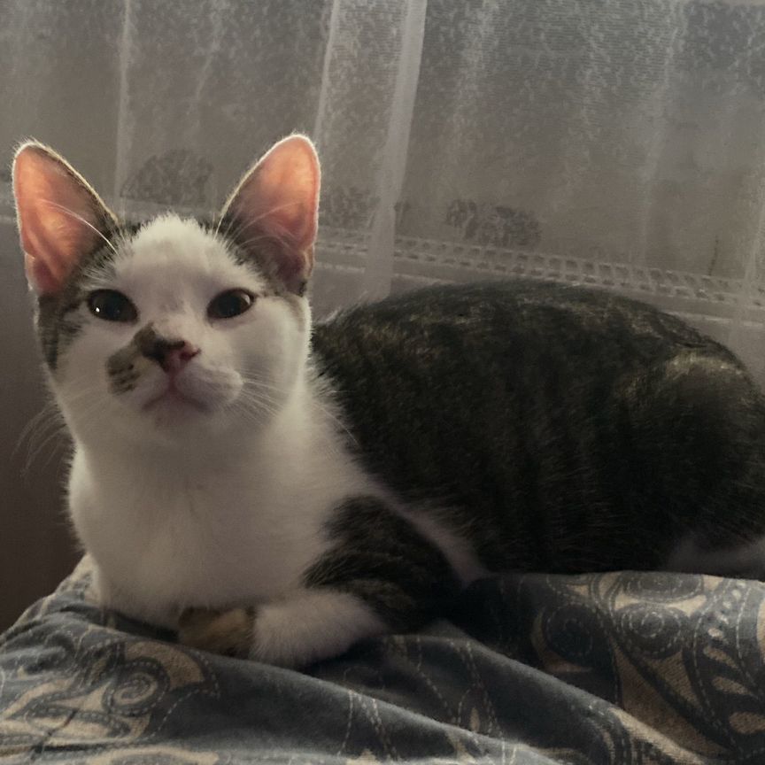 Ласковый добрый котенок