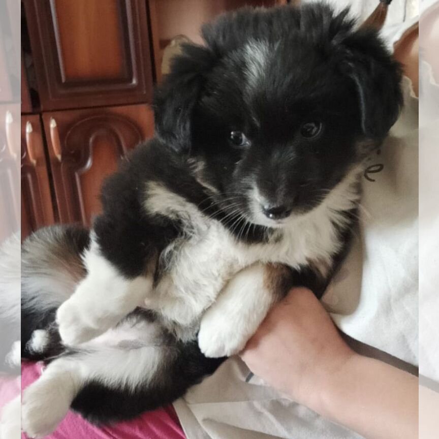 Померанский шпиц, щенок