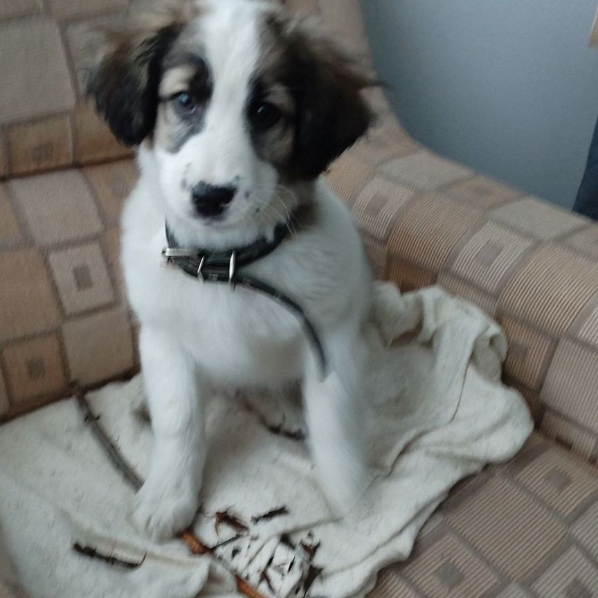 Московская сторожевая, щенок