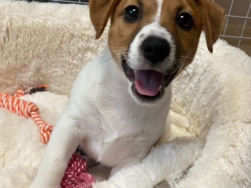 Щенки джек рассел терьер