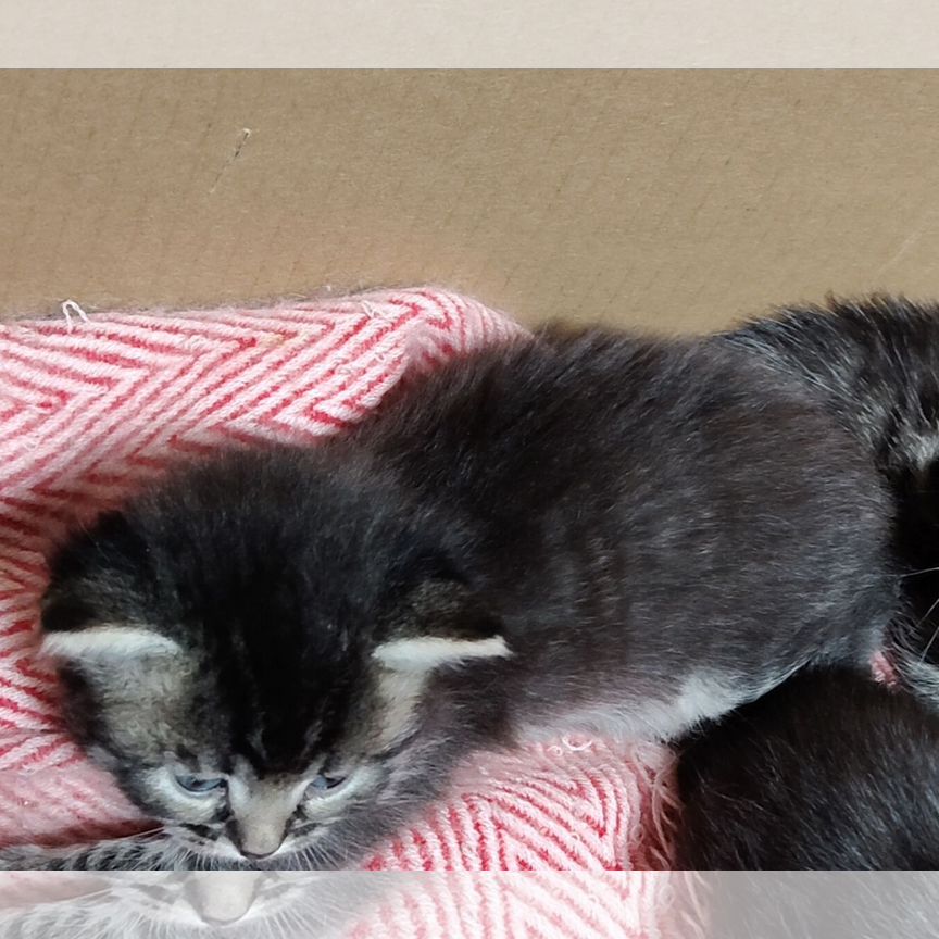 Котёнок в добрые руки