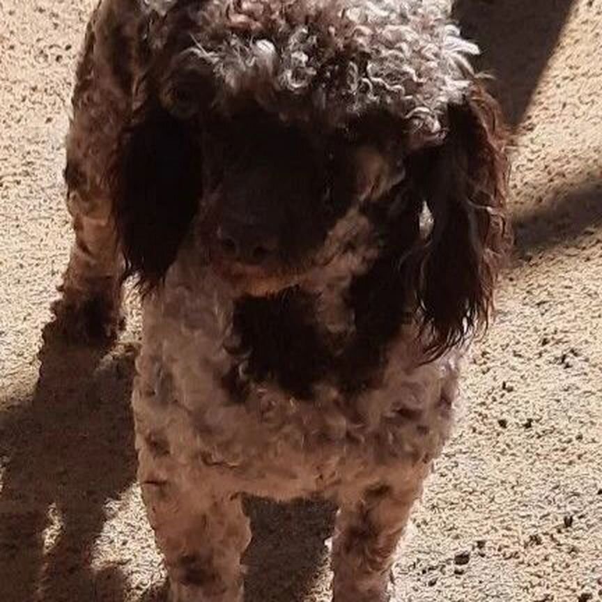 Мальчик Шоколад Мерле