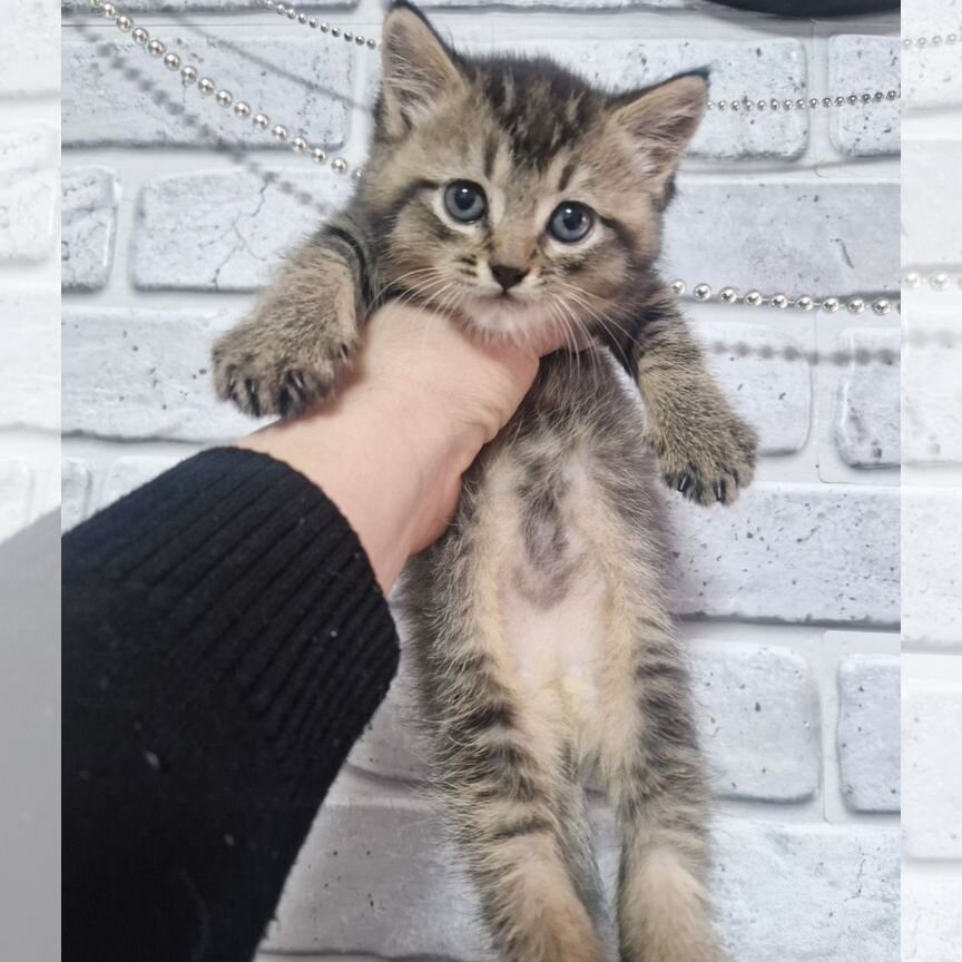 Шотландский прямоухий короткошёрстный котёнок