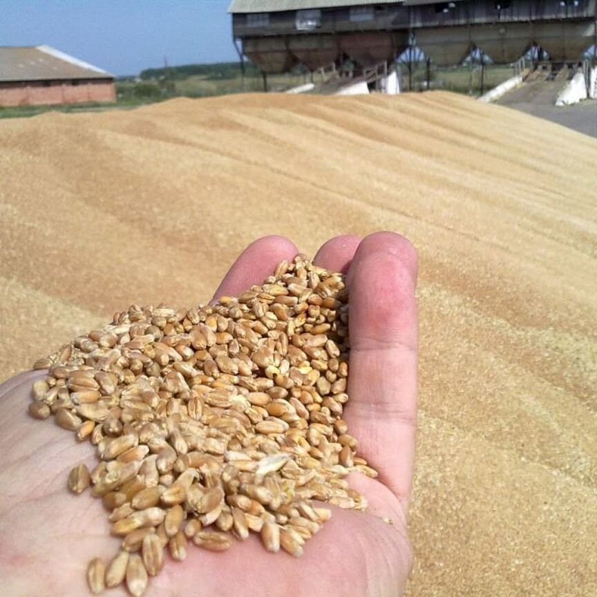 Пшеница для кормов и питания
