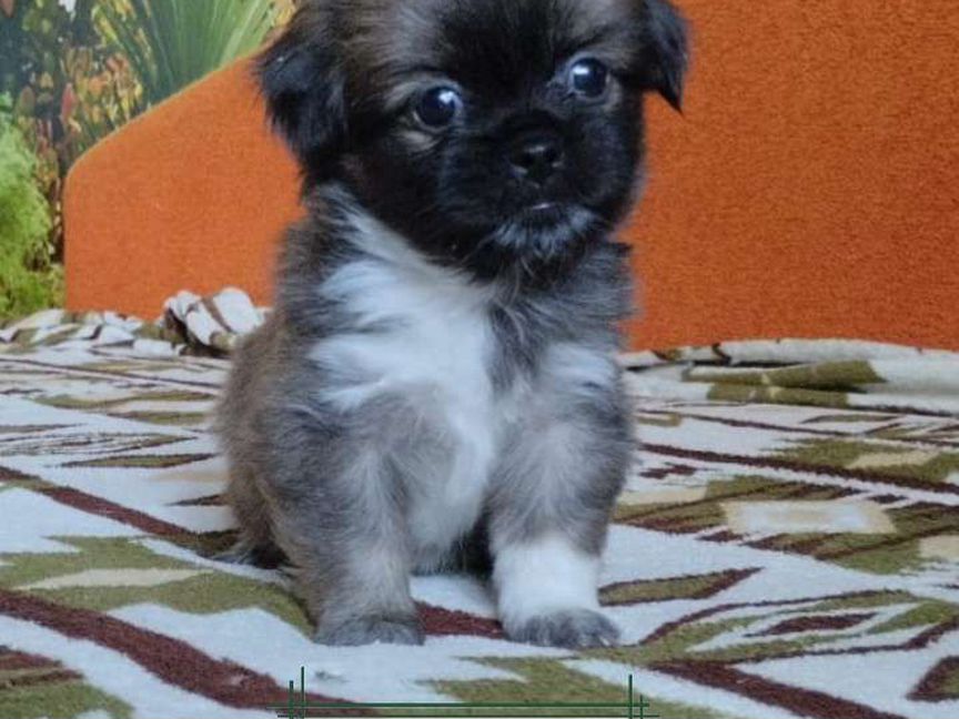 Щенки пекинеса