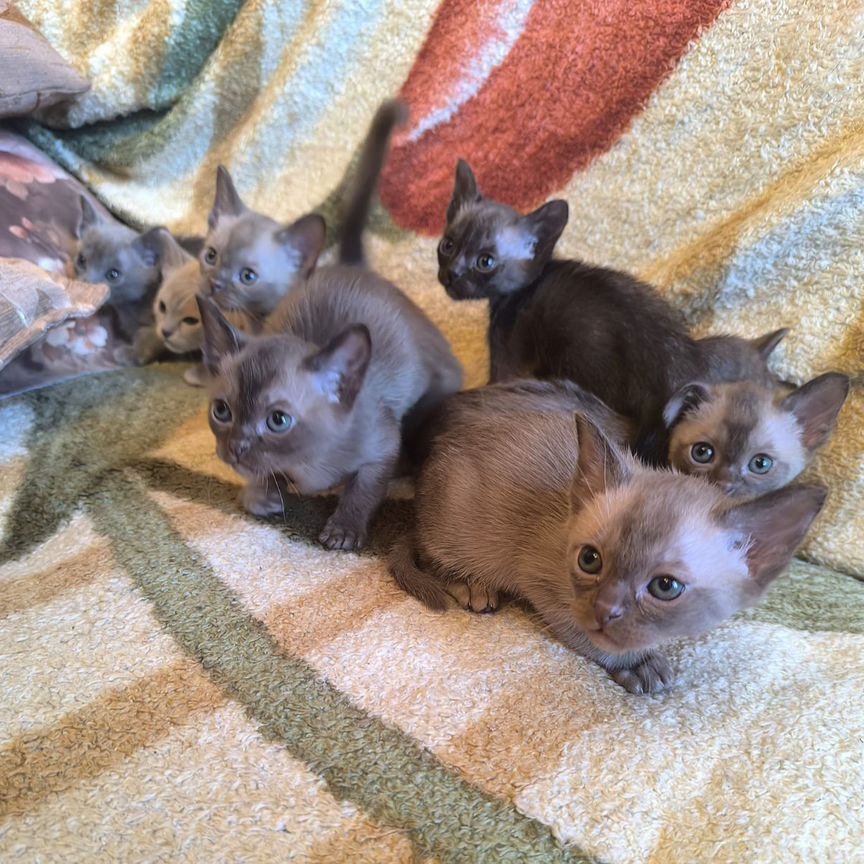 Котята европейской бурмы