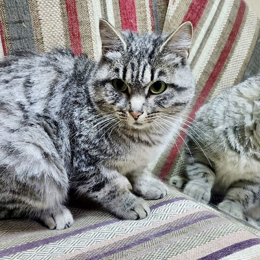 Британская короткошёрстная, взрослая кошка