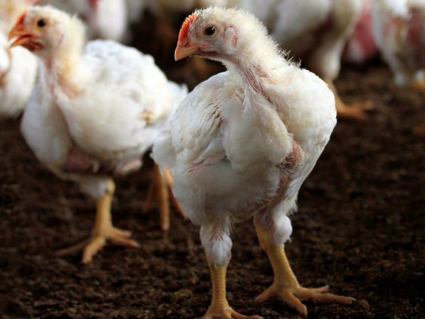 Цыплята бройлеры кобб 500