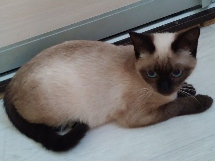 Сиамская кошка
