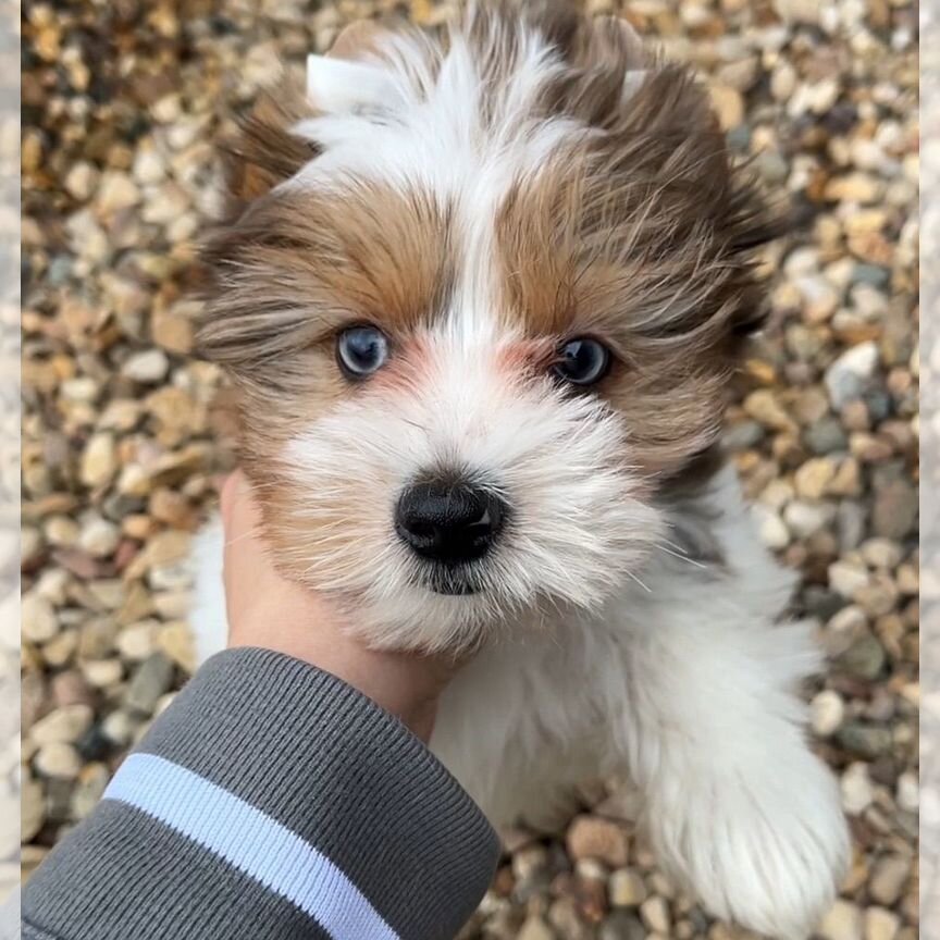 Йоркширский терьер, щенок