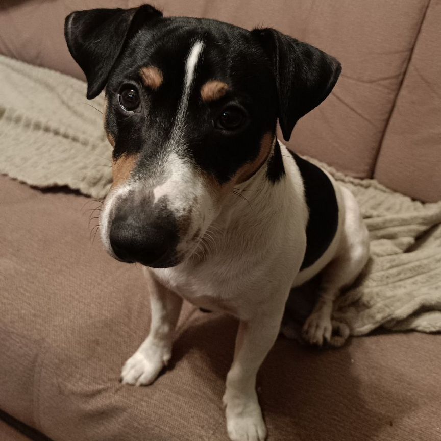 Джек-рассел-терьер, взрослый пёс