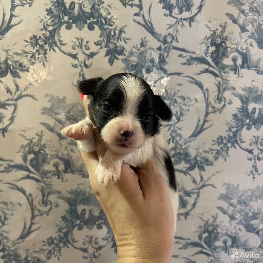 Континентальный той спаниель Папийон