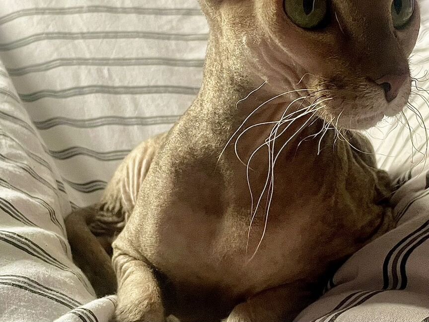 Потерялась кошка, сфинкс