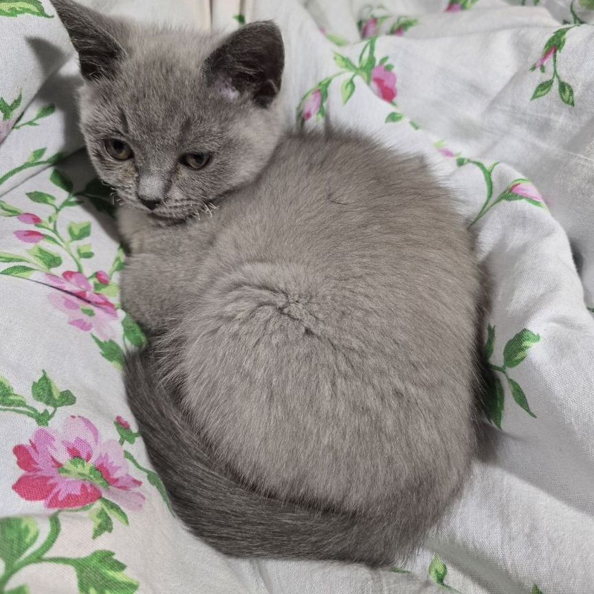 Нибелунг котёнок