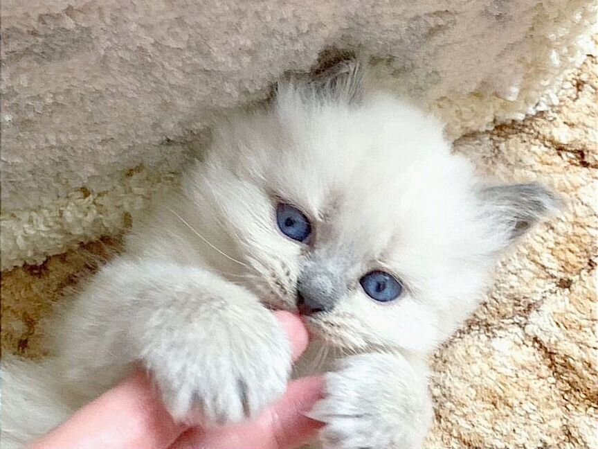 Невский маскарадный мальчик