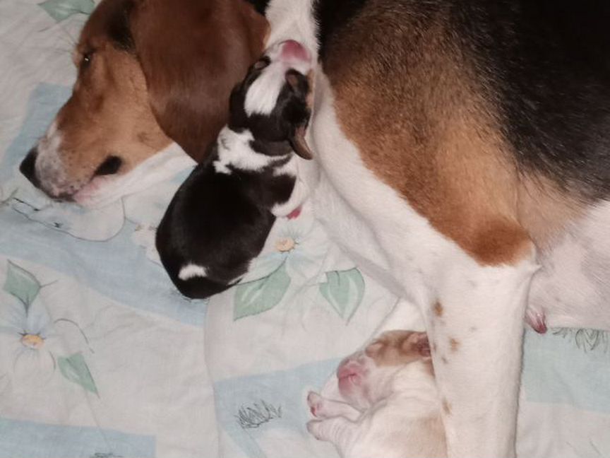 Эстонская гончая