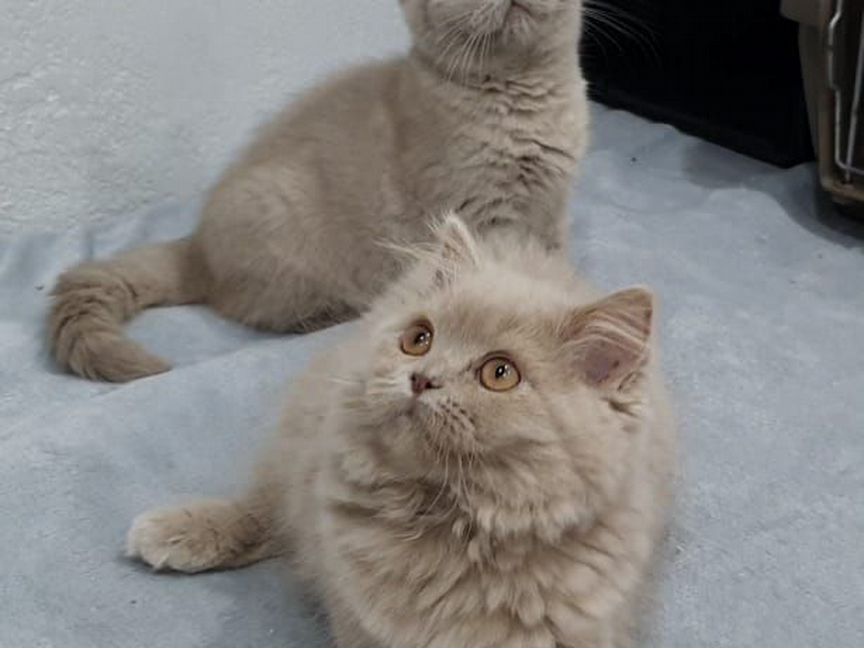 Британцы - плюшки в ярких и эксклюзивных шубках