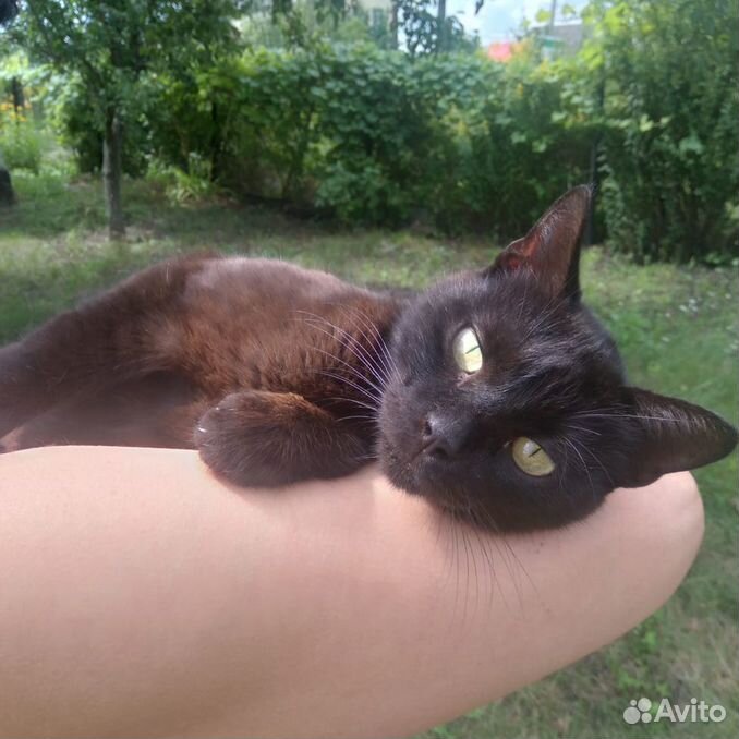 Багире нужен дом