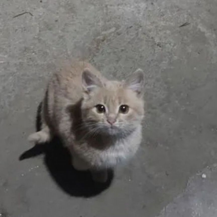 Котенок в добрые руки