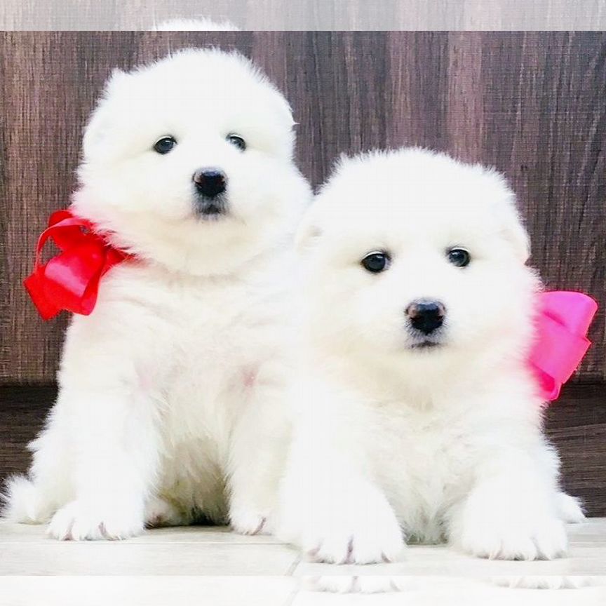 Замечательные малыши самоедской лайки