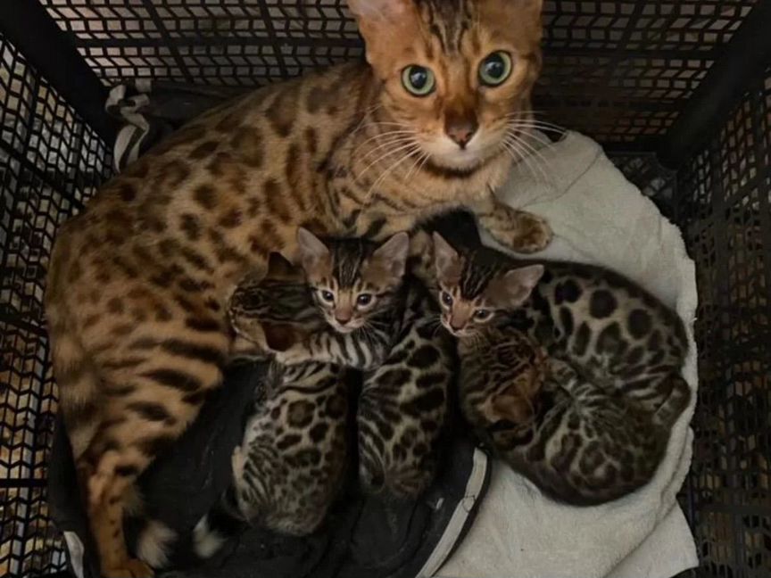 Бенгальсие котята