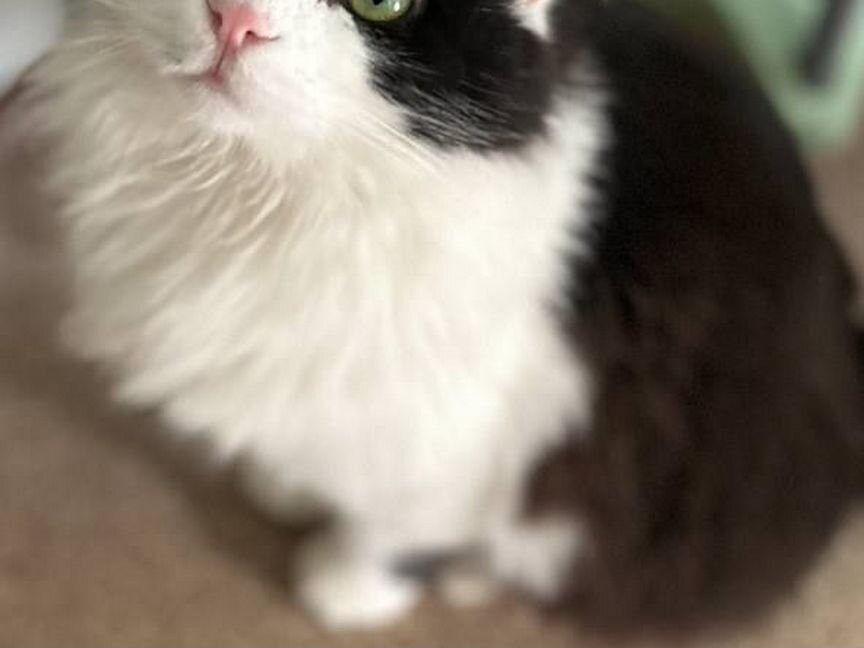 Котик в добрые руки