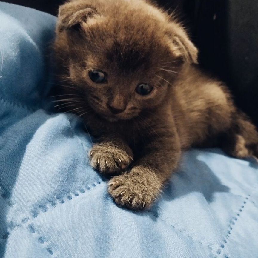 Вислоухая кошечка