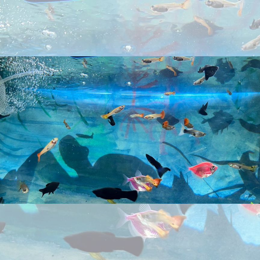 Аквариумные рыбки гуппи