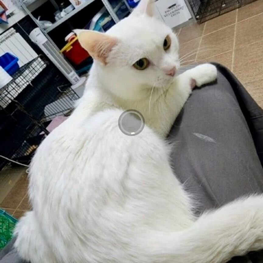 Взрослый кот в добрые руки