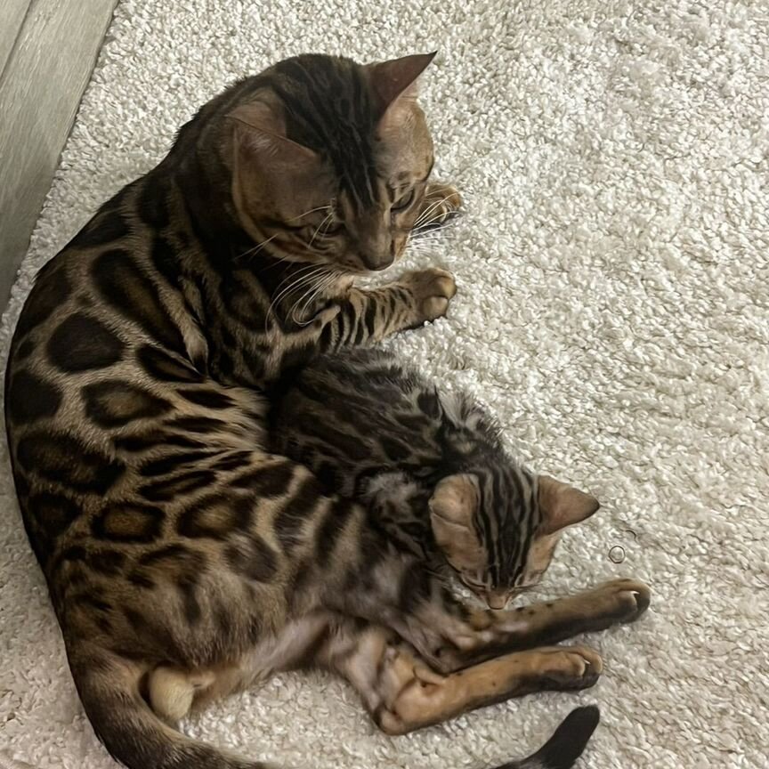 Бенгальская