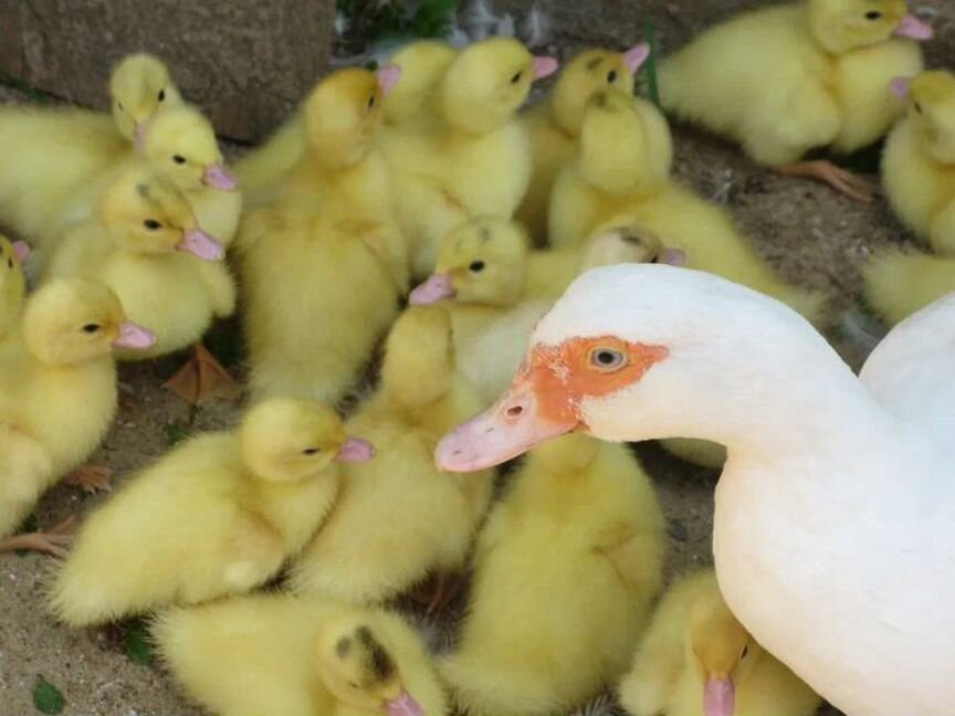 Запись на утят белые, лаванда