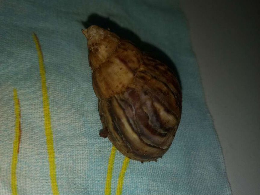 Панцири улиток ракушки около 150 шт