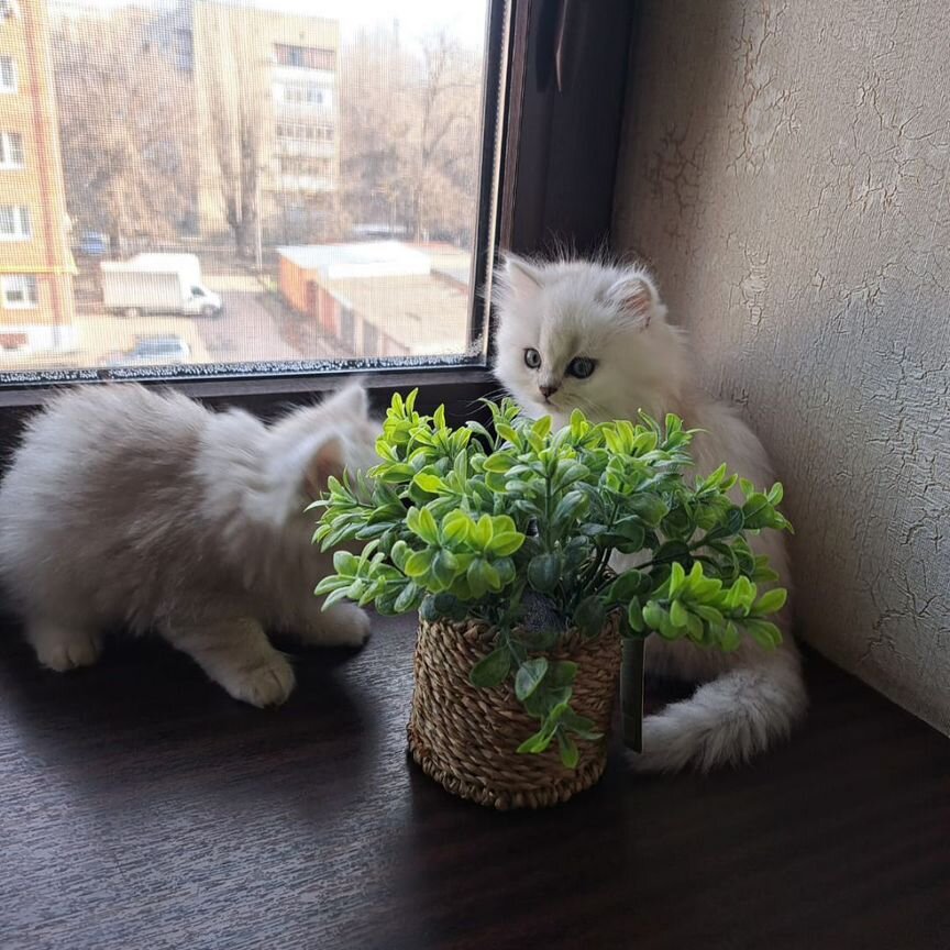 Шотландские прямоухие котята