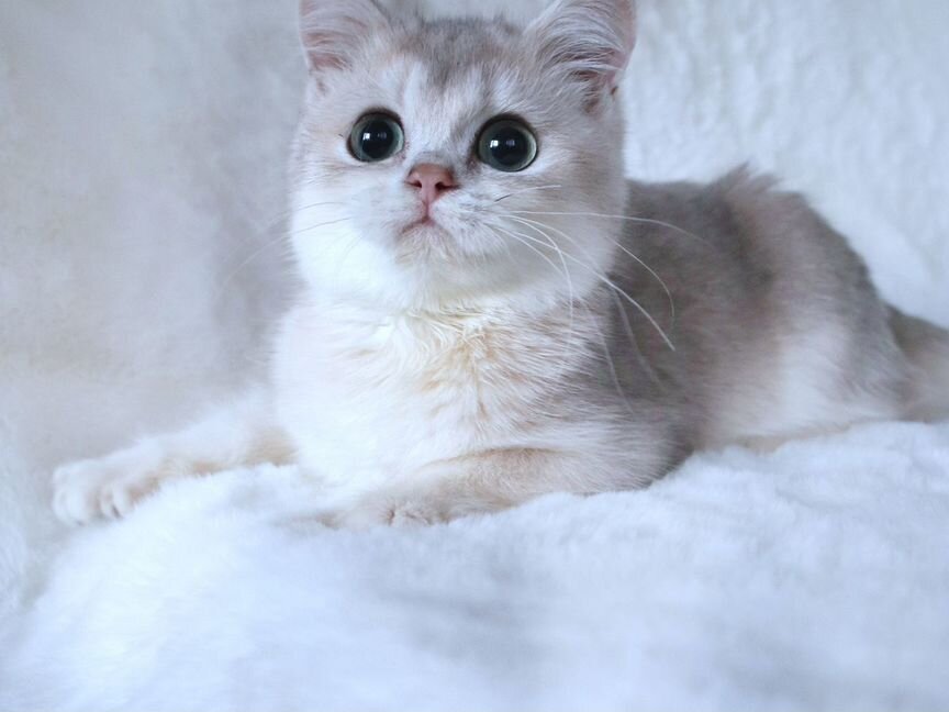 Британская золотая шиншилла