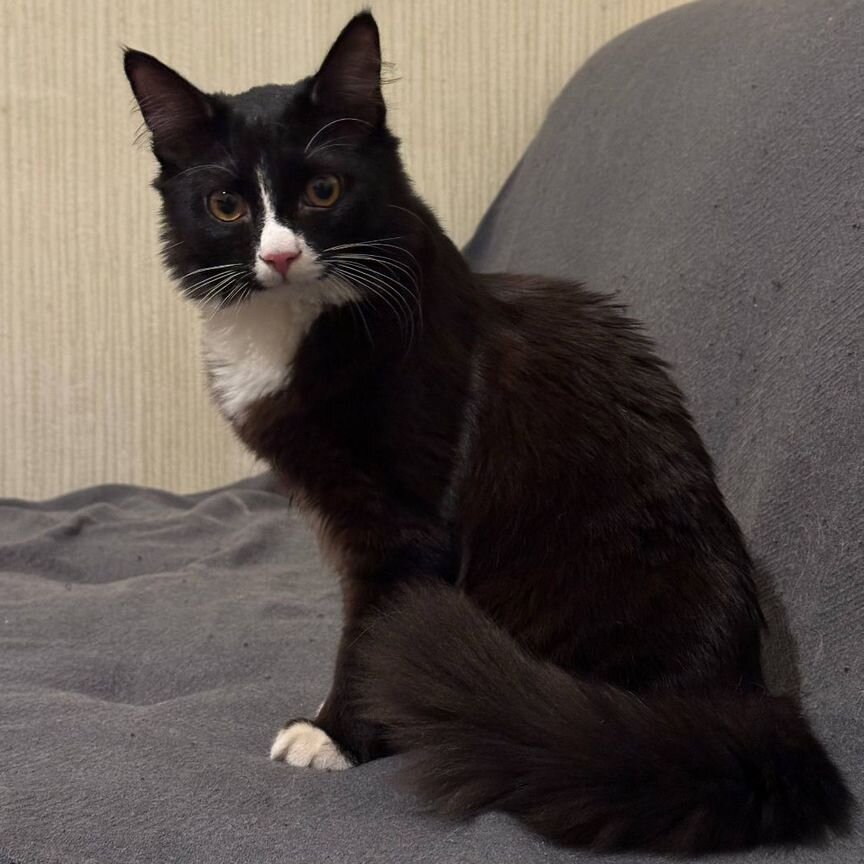 Взрослый кот в добрые руки