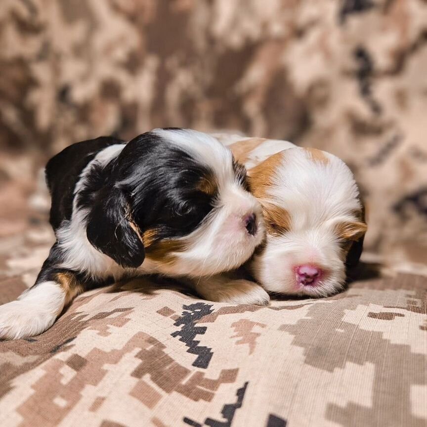 Кавалер кинг-чарльз-спаниель, щенок