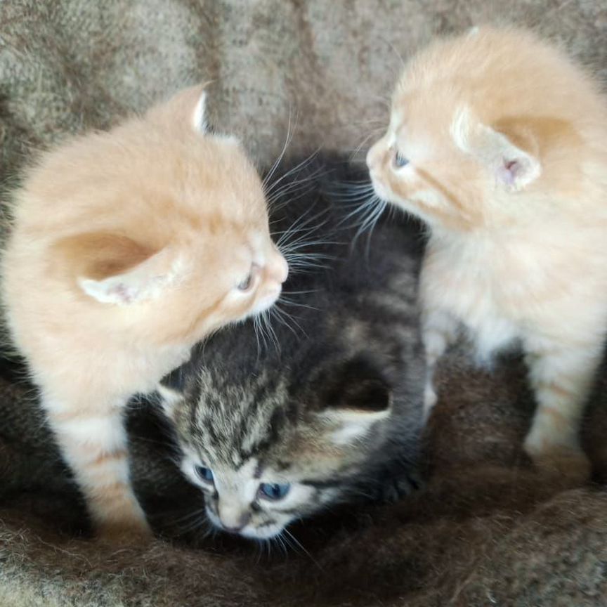 Котята в добрые руки бесплатно