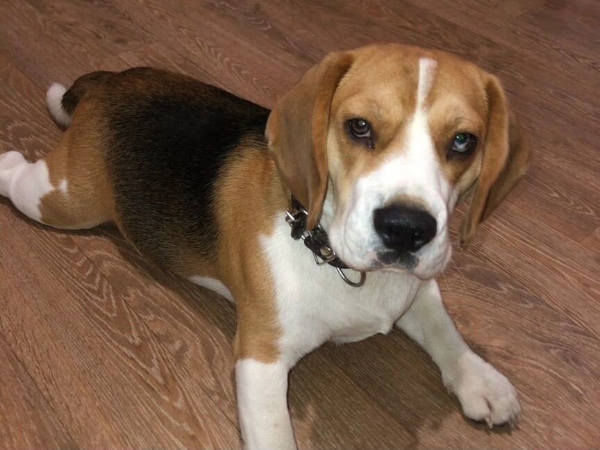 Вязка собак бигль мальчик