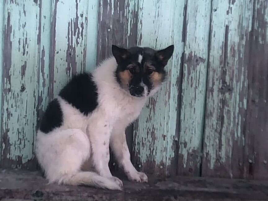 Щенкок мальчик