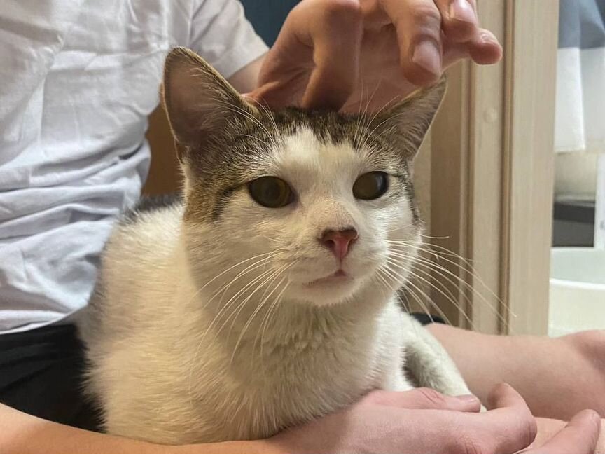 Отдам кота в добрые руки