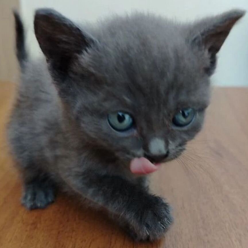 Котёнок в добрые руки