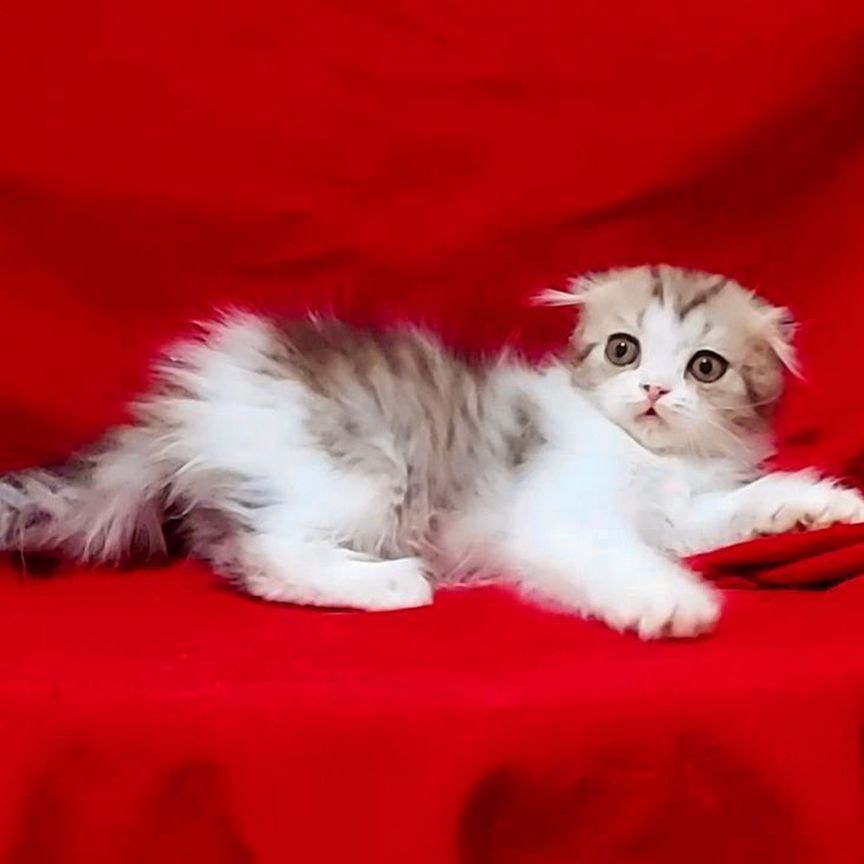 Котик вислоушка