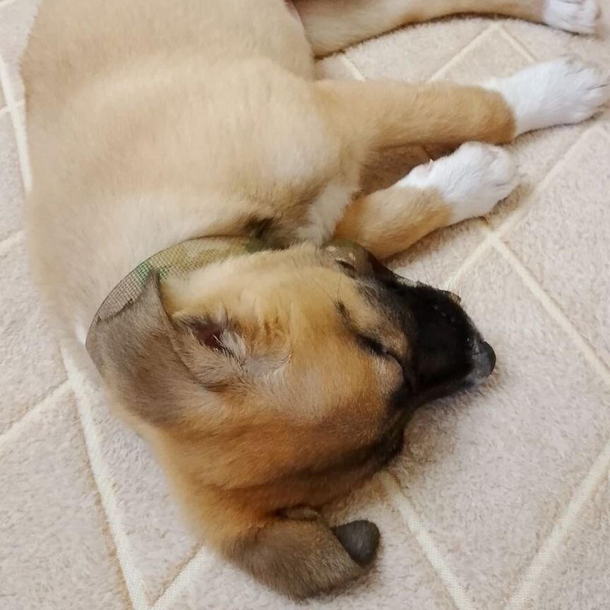 Бельгийская овчарка, щенок