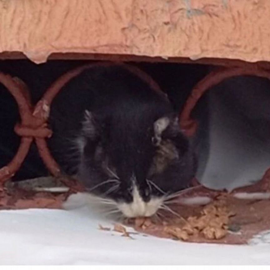 Взрослый кот в добрые руки